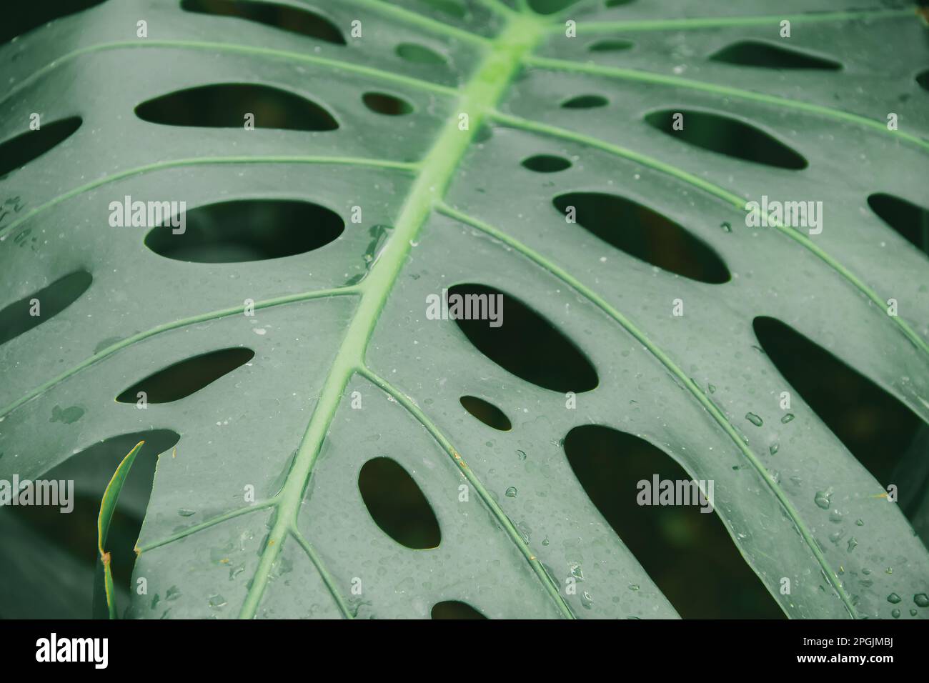 Monstera in nature is a tree with beautiful leaf shapes Stock Photo - Alamy