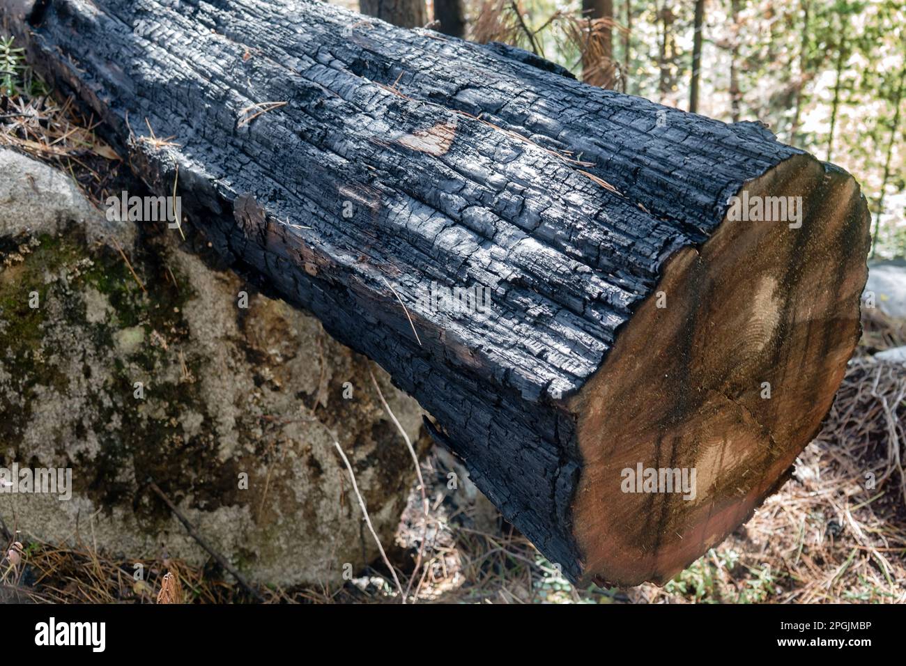 Fire-damaged forest boreal forests. Burnt boreal forests. Wildfire low ...