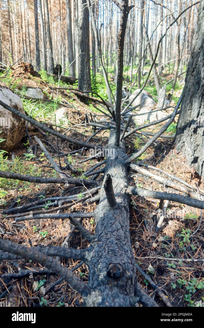 Fire-damaged forest, boreal forests. Burnt boreal forests. Wildfire low ...
