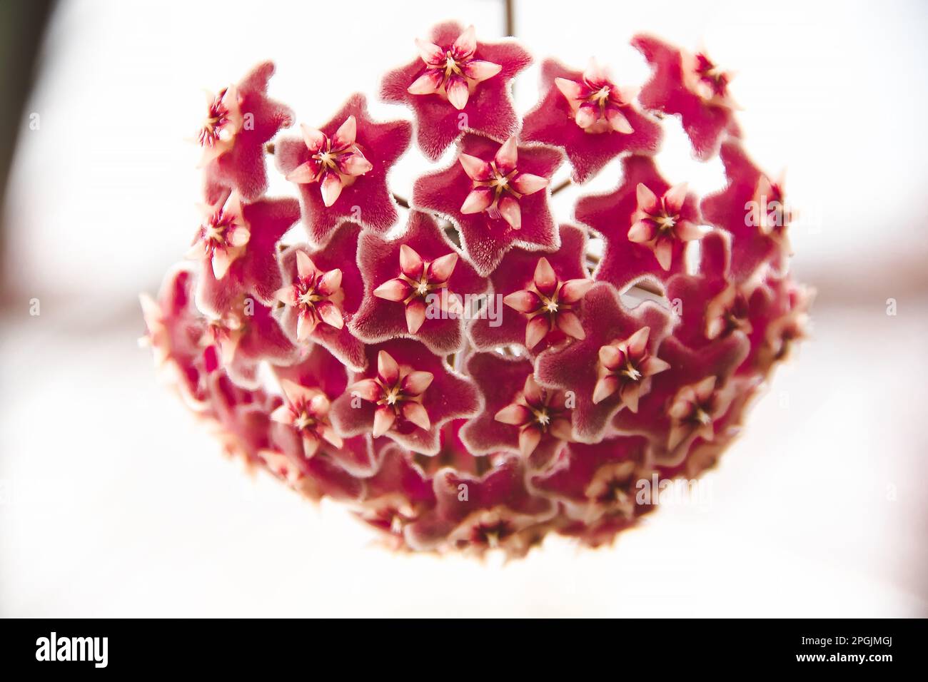 Hoya comes in many varieties and sizes, with many flowers and colors ...