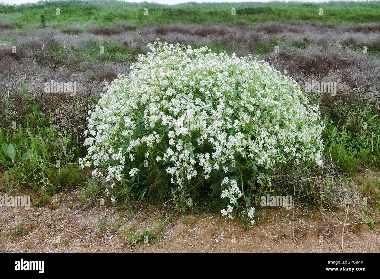 Russian sea kale (Crambe tatarica) blooms on coast of Sea of Azov ...