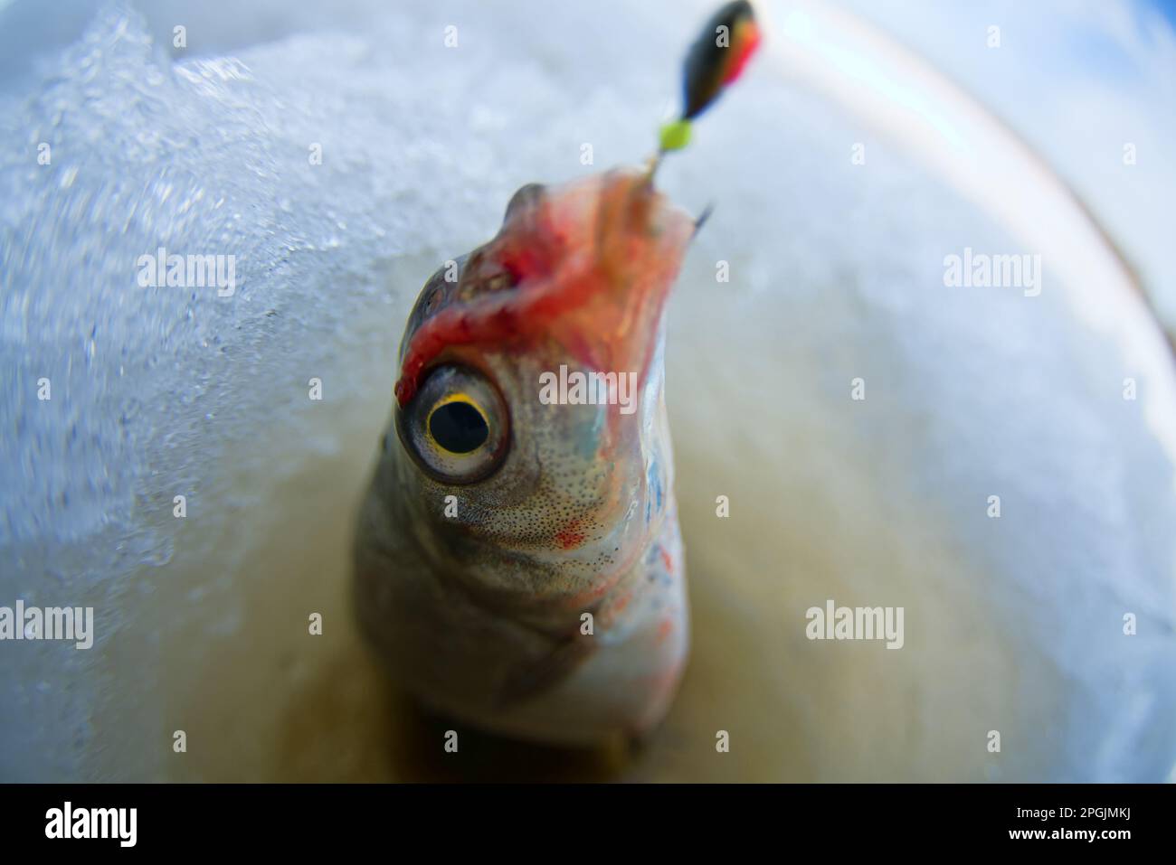 Ice recreational fishing. A picture of ruff fishing with a hole and ...