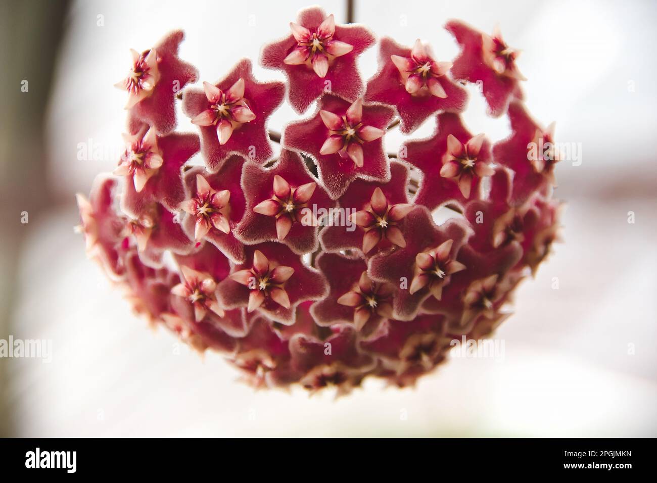 Hoya comes in many varieties and sizes, with many flowers and colors ...