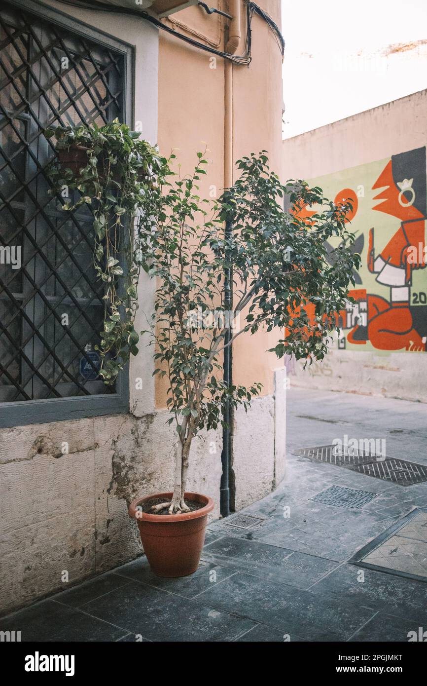 Mini trees in flower pots on a cozy old street in the old town of ...