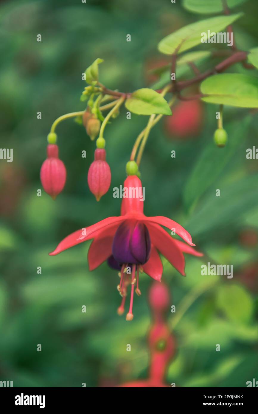 Fuchsia is a genus of flowering plants. Usually a shrub Stock Photo - Alamy