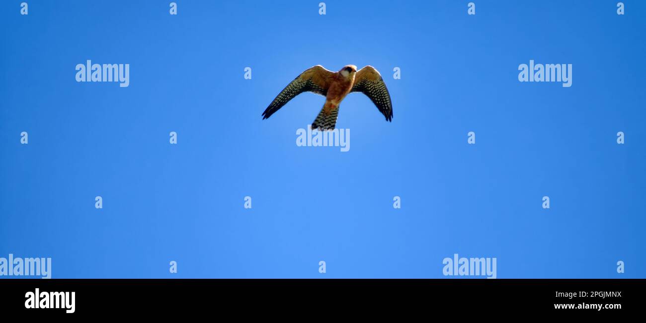 Red-footed falcon (Falco vespertinus) female fly Stock Photo - Alamy