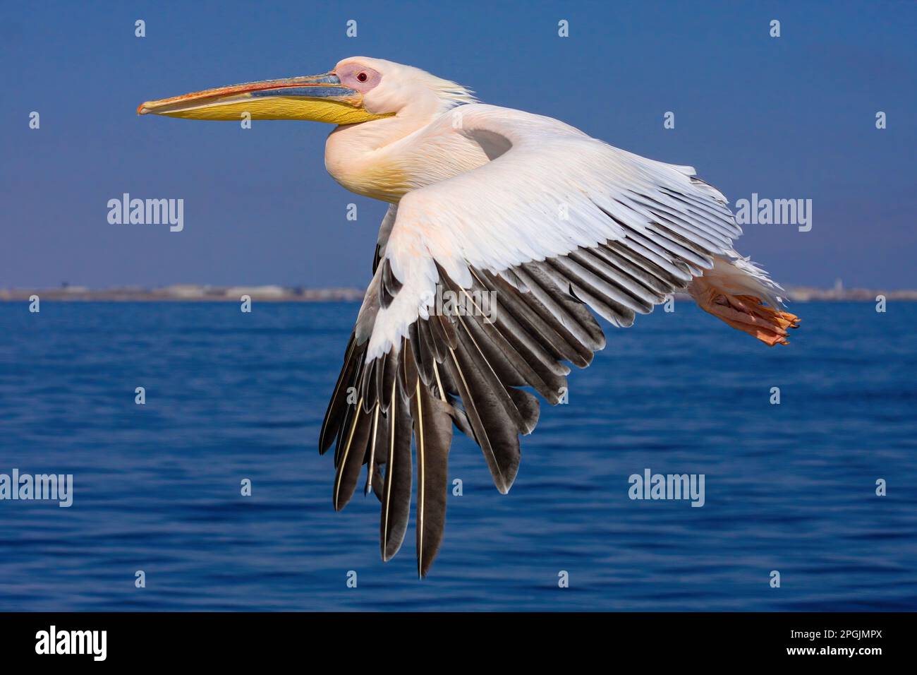Photography of pelican hi-res stock photography and images - Alamy