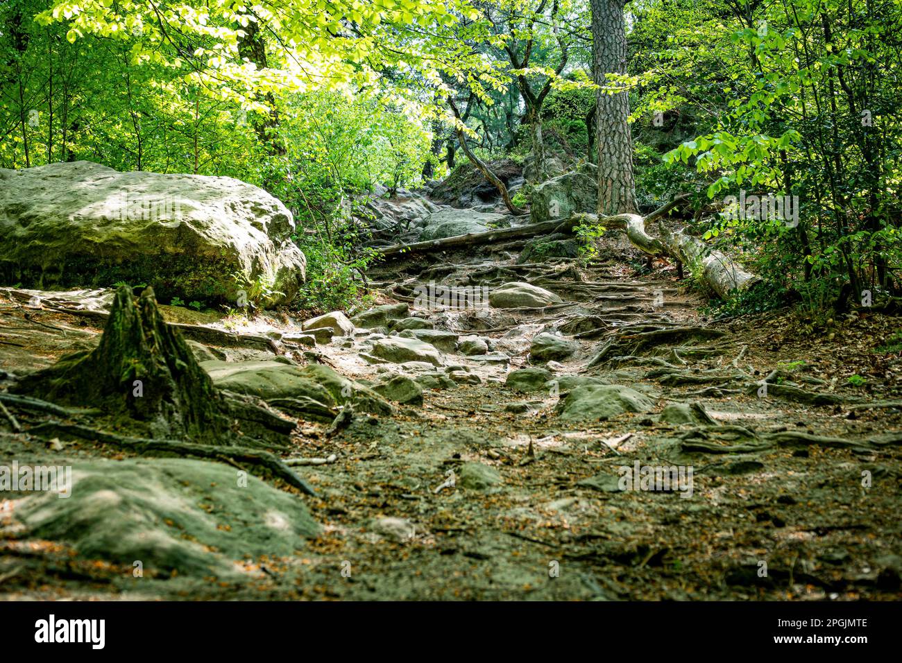 walking track with rocks in germany near tecklenburg Stock Photo - Alamy