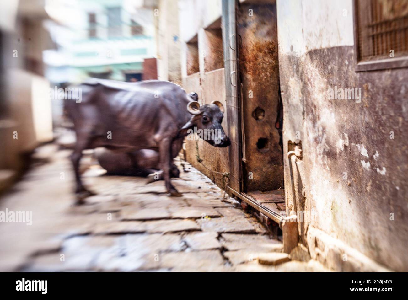 Sacred cow on street in india hi-res stock photography and images - Alamy