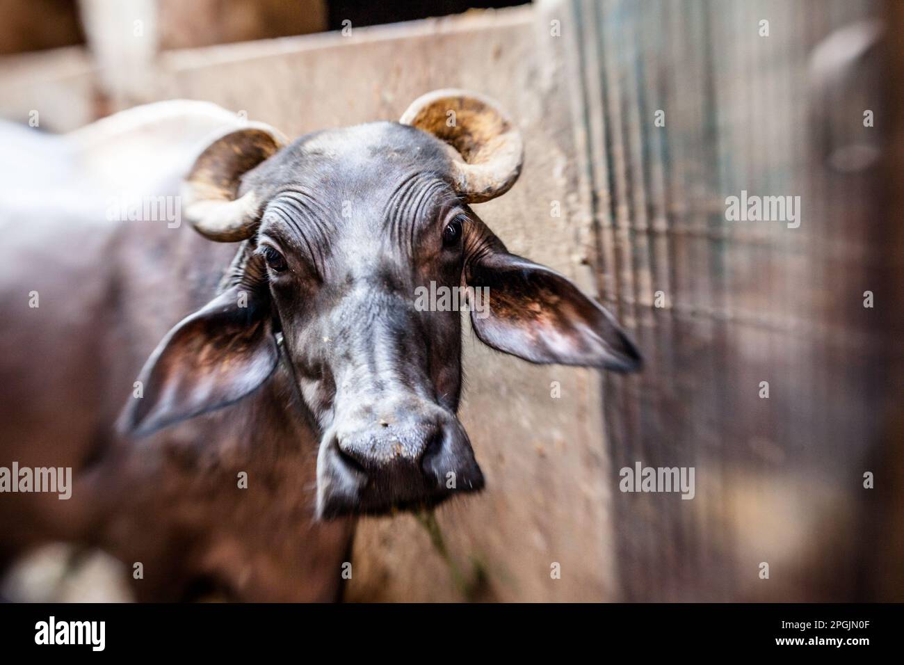 Cow india blessing hi-res stock photography and images - Alamy