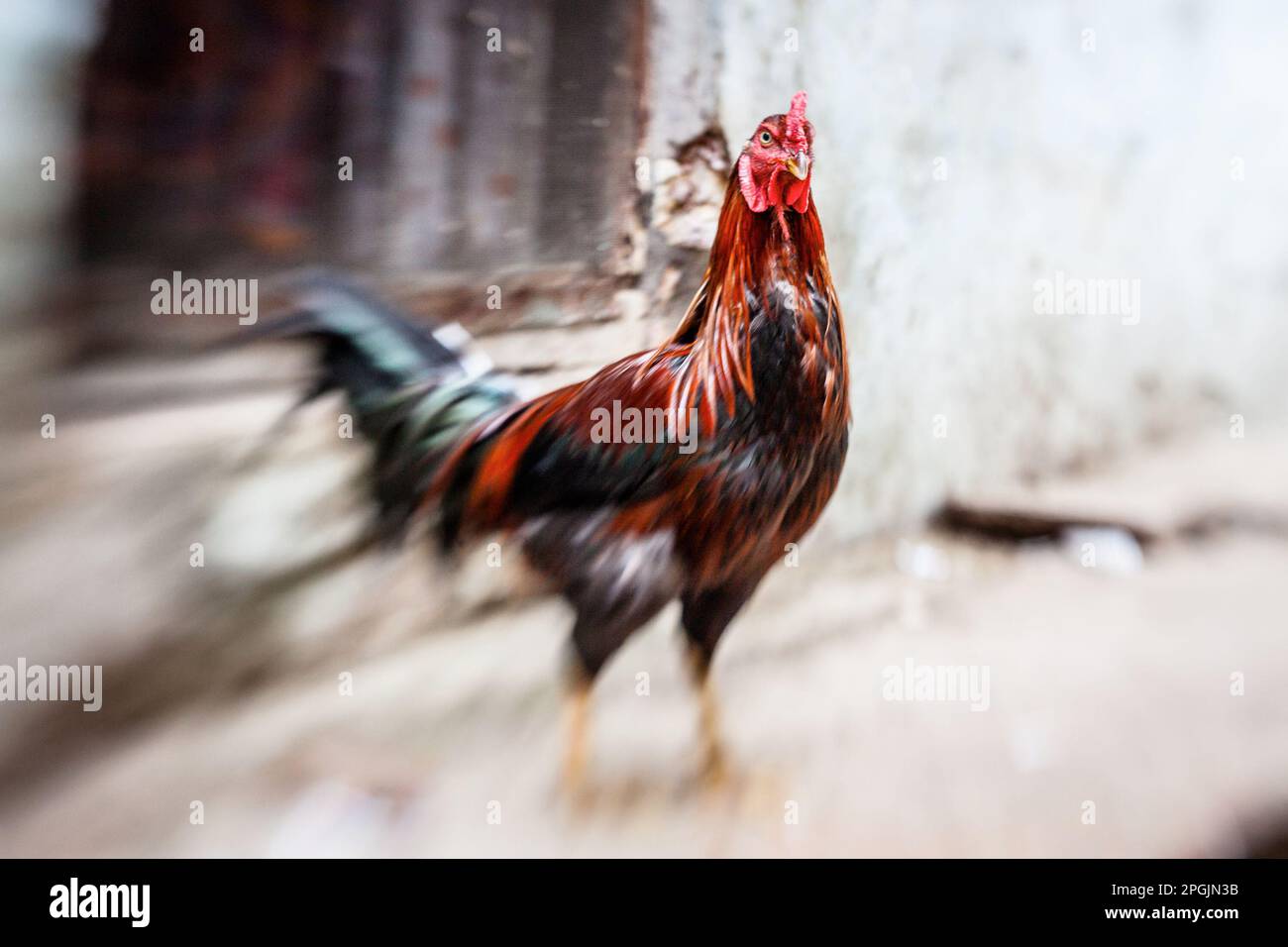 Rooster template hi-res stock photography and images - Alamy