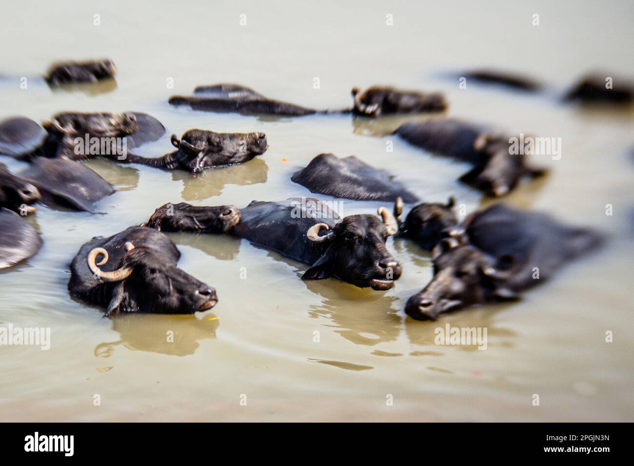 Sacred cows having a bath in river Ganga, Varanasi, India Stock Photo ...