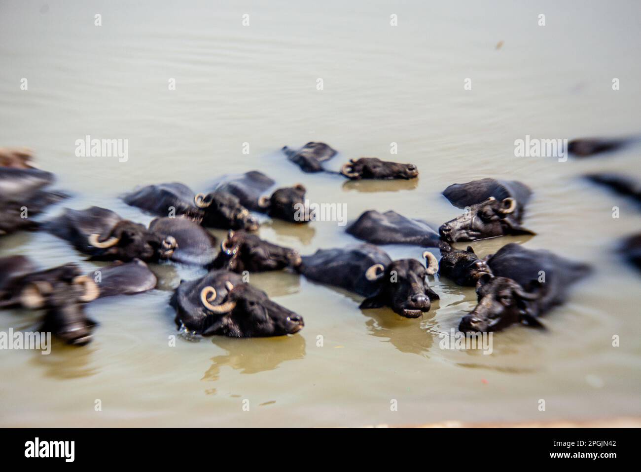 Sacred cows by the ganges india hi-res stock photography and images - Alamy