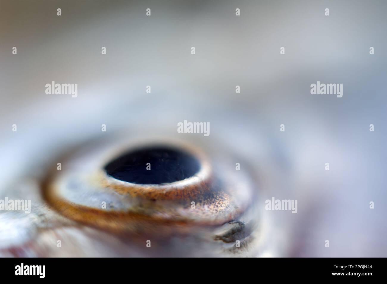 Anatomy of fish. The Sabrefish (Pelecus cultratus) eye close-up Stock ...