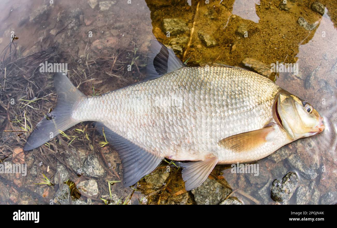 An enviable trophy of a fisherman with a fishing rod in a European ...