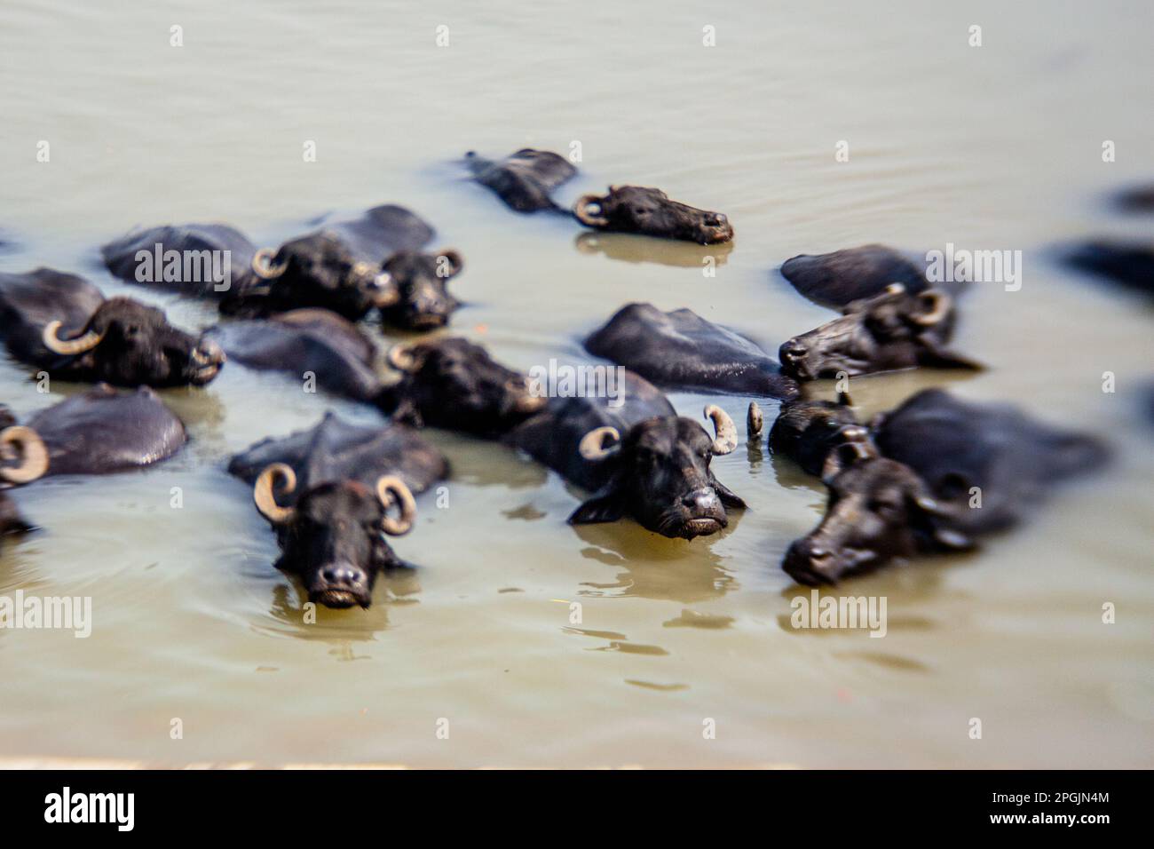 Sacred cows having a bath in river Ganga, Varanasi, India Stock Photo ...