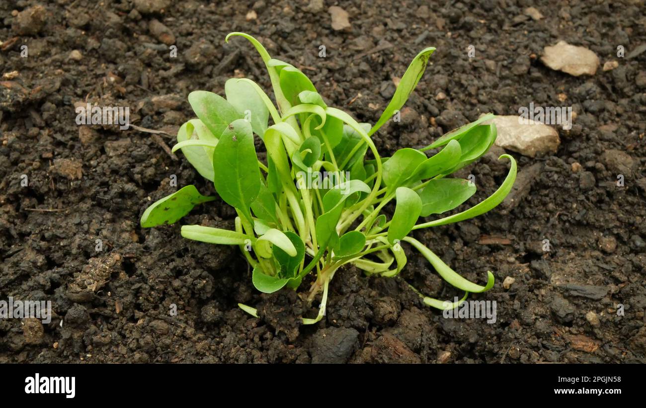 Seedlings spinach Spinacia oleracea young planting bio detail ...
