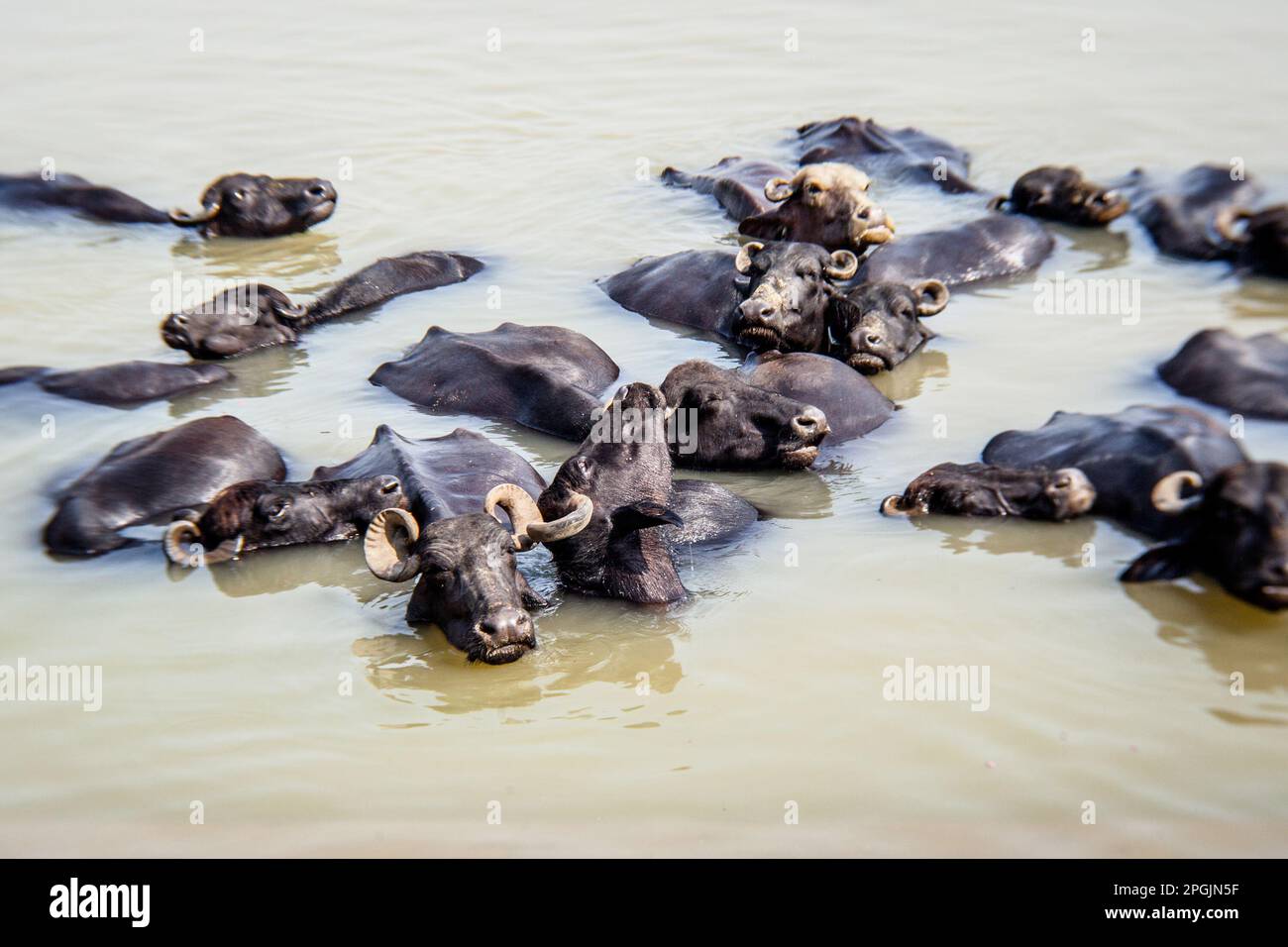 Bossy surface hi-res stock photography and images - Alamy