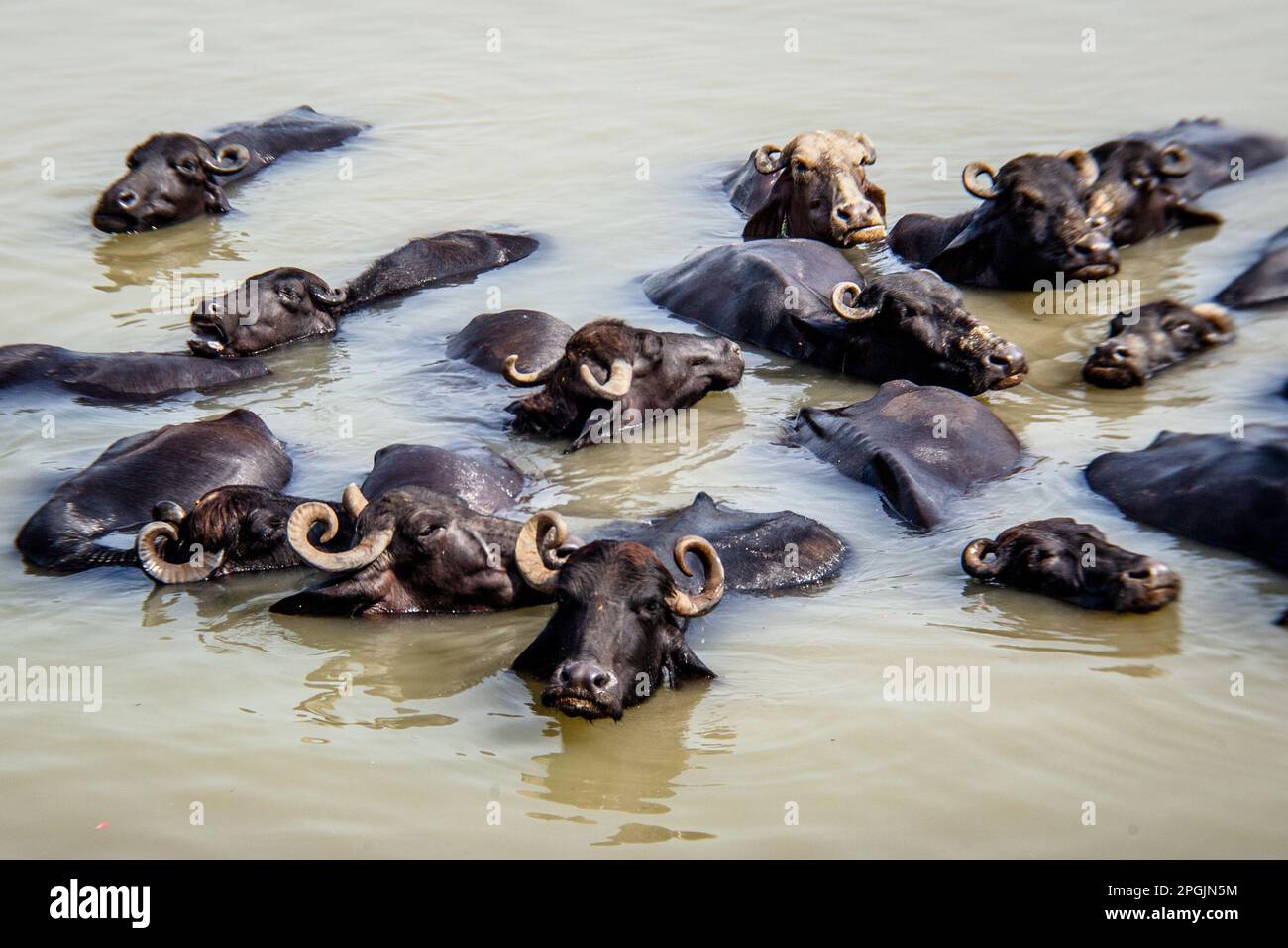 Sacred cows having a bath in river Ganga, Varanasi, India Stock Photo ...