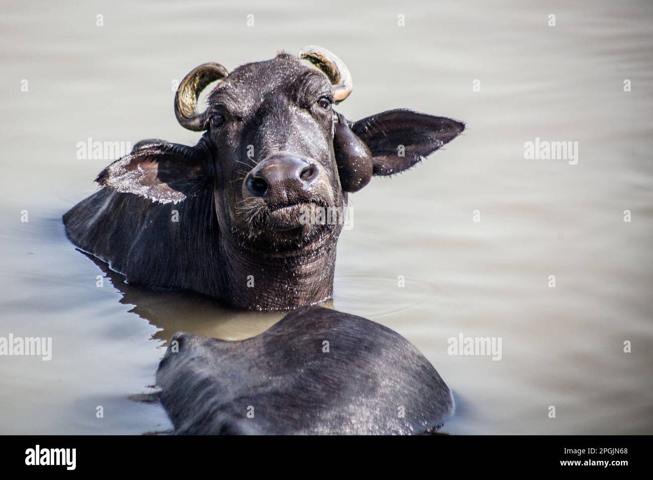 Sacred cows having a bath in river Ganga, Varanasi, India Stock Photo ...