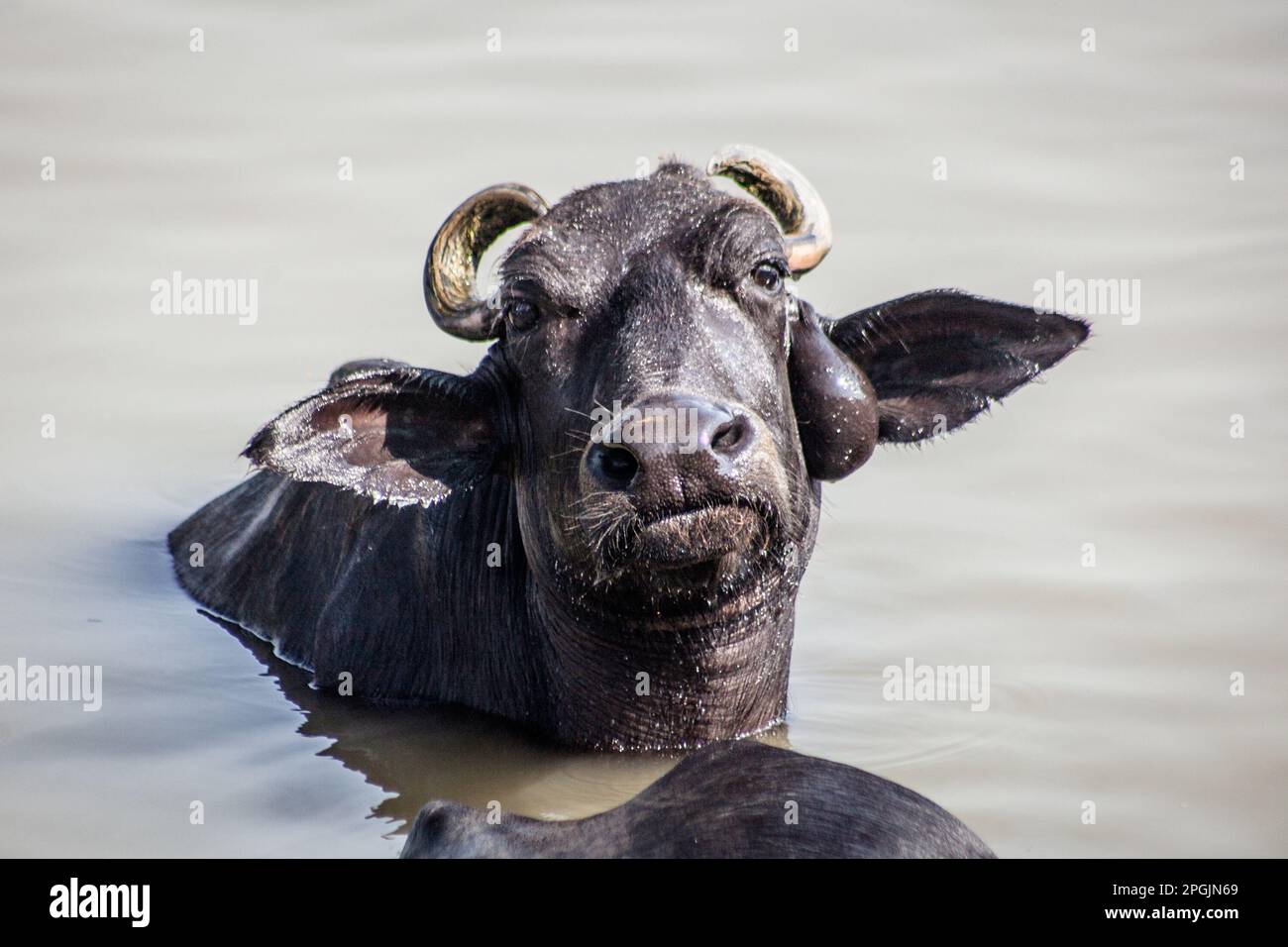 Cows bathing in ganges river hi-res stock photography and images - Alamy
