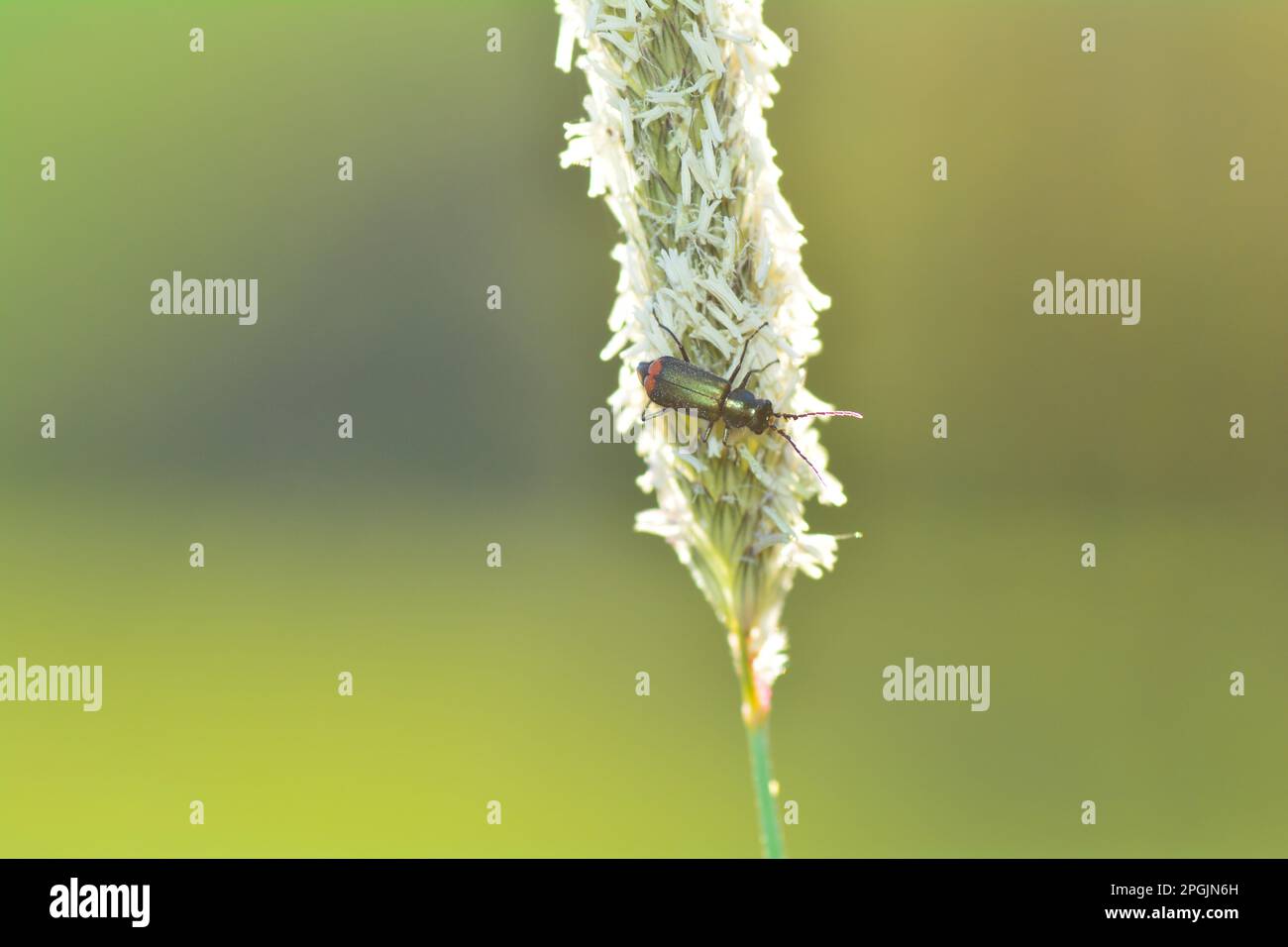 Two-spot wart beetle ( Malachius bipustulatus ) on a plant in green ...