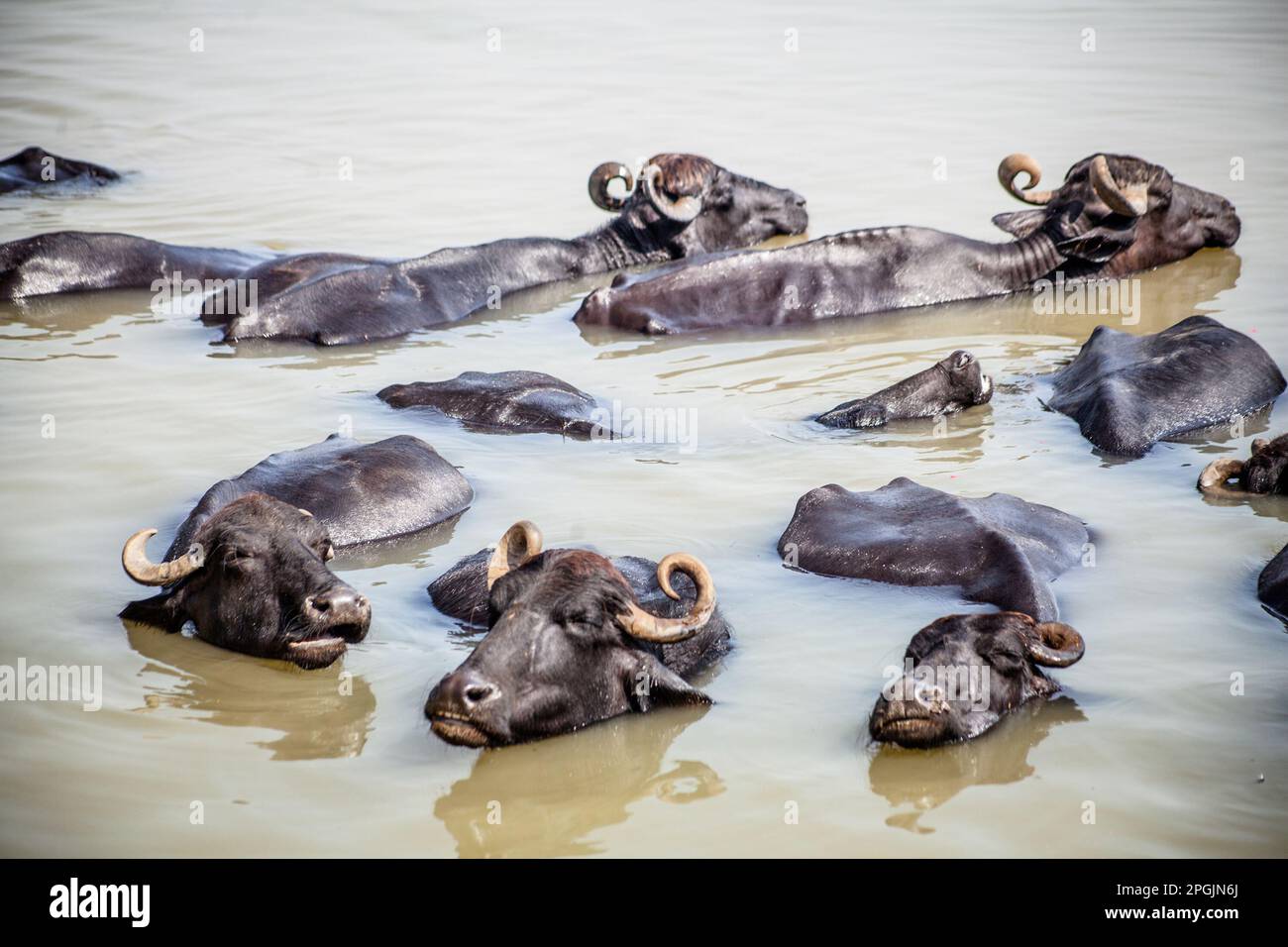 Sacred cows having a bath in river Ganga, Varanasi, India Stock Photo ...