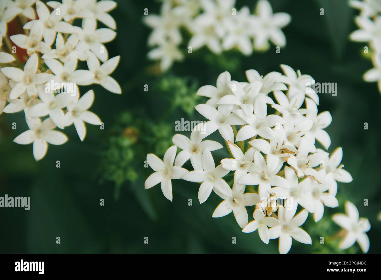 Tiny white flowers that are beautiful in nature Stock Photo - Alamy