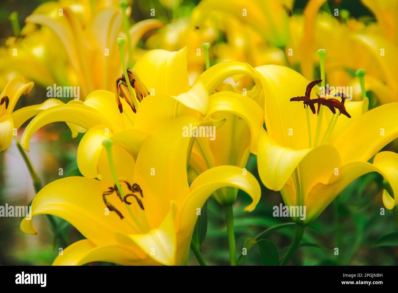 Yellow Lily is a beautiful flower. , Is a temperate flower Originated ...