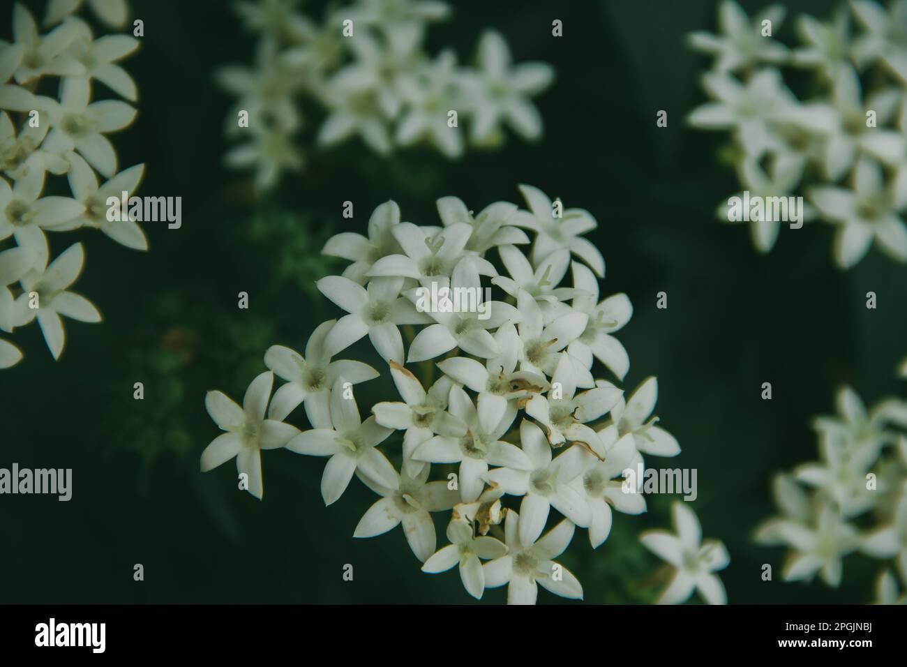 Tiny white flowers that are beautiful in nature Stock Photo - Alamy