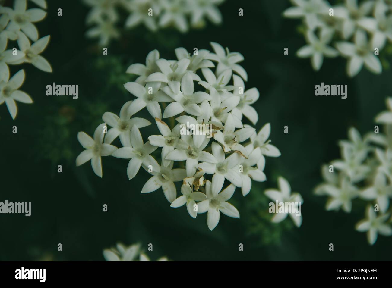 Tiny white flowers that are beautiful in nature Stock Photo - Alamy