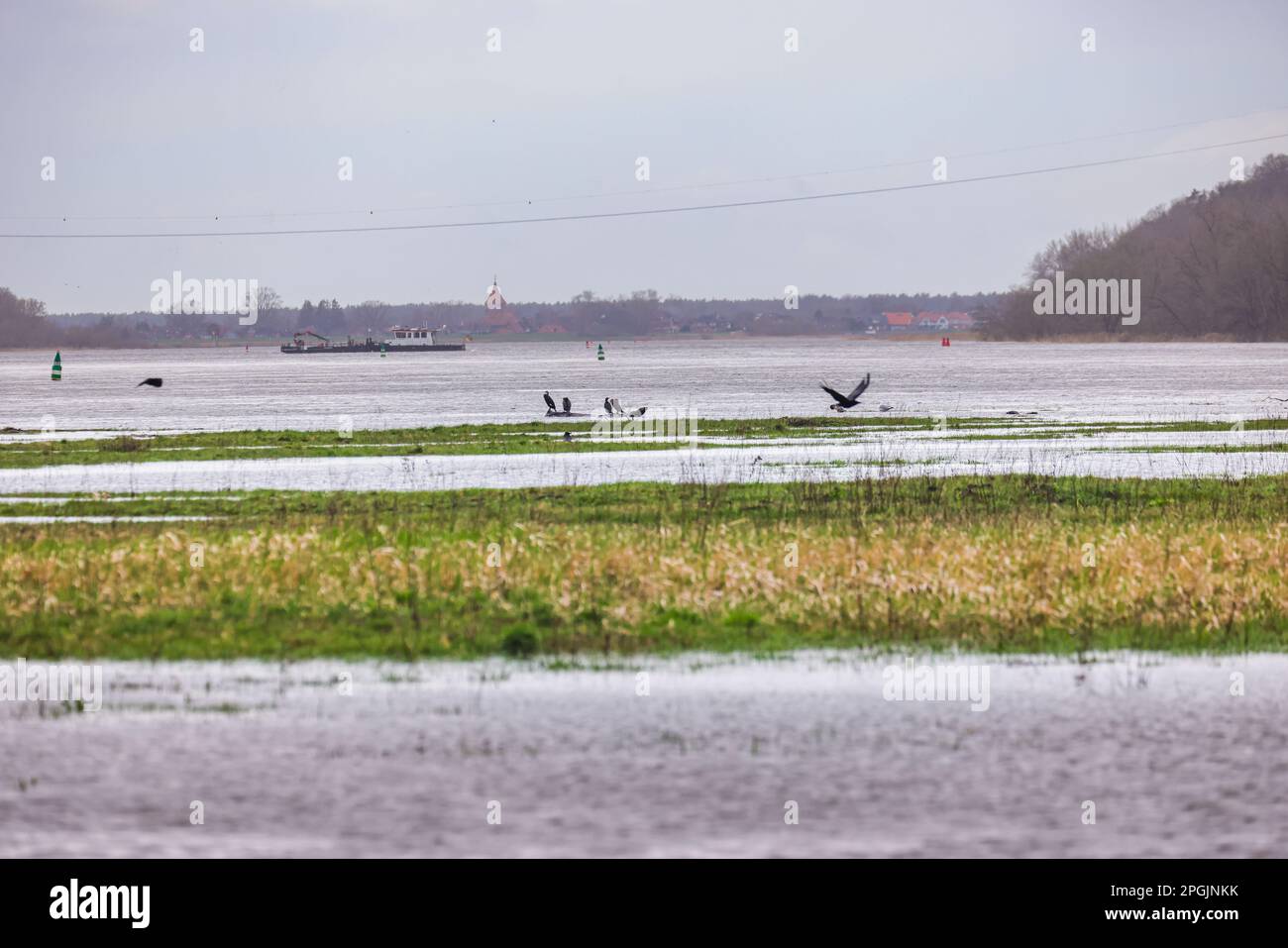 Lauenburg, Germany. 23rd Mar, 2023. The Elbe meadows near Lauenburg are slightly flooded. The ...