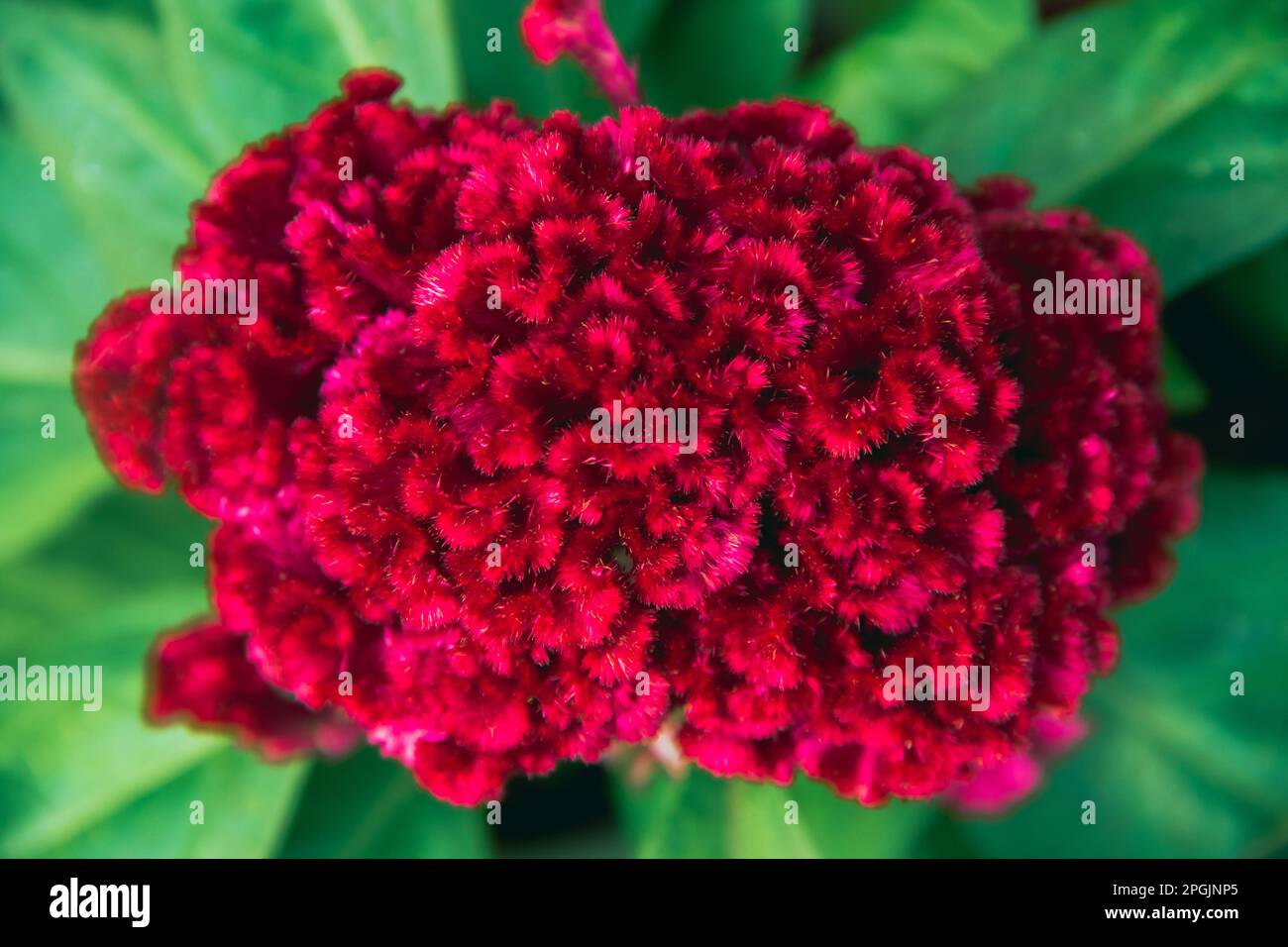 Cockscomb, Chinese Wool Flower, beautiful pink in nature, popular as an ...