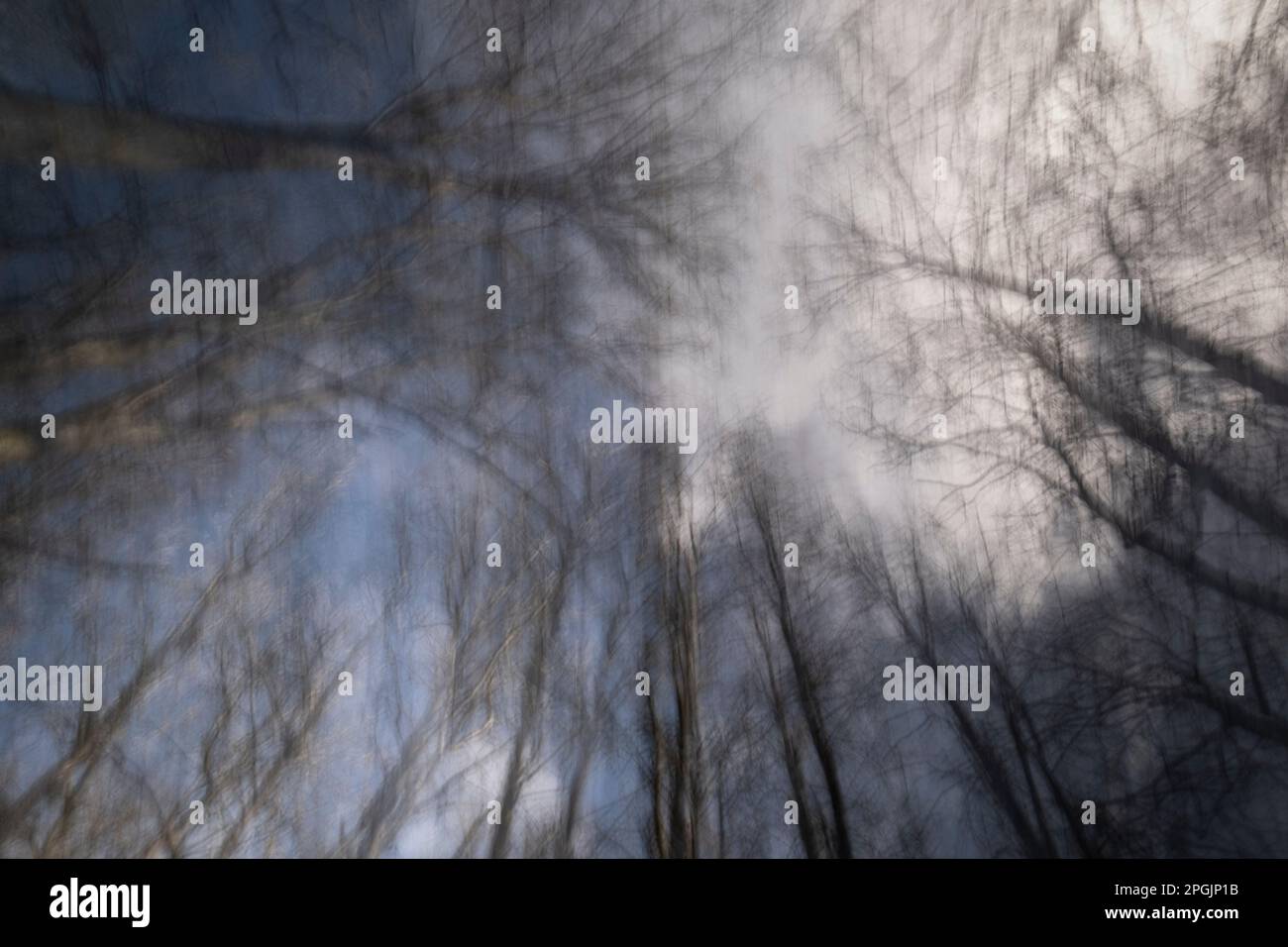 Camera movement and high wind create atmospheric woodland images on a ...