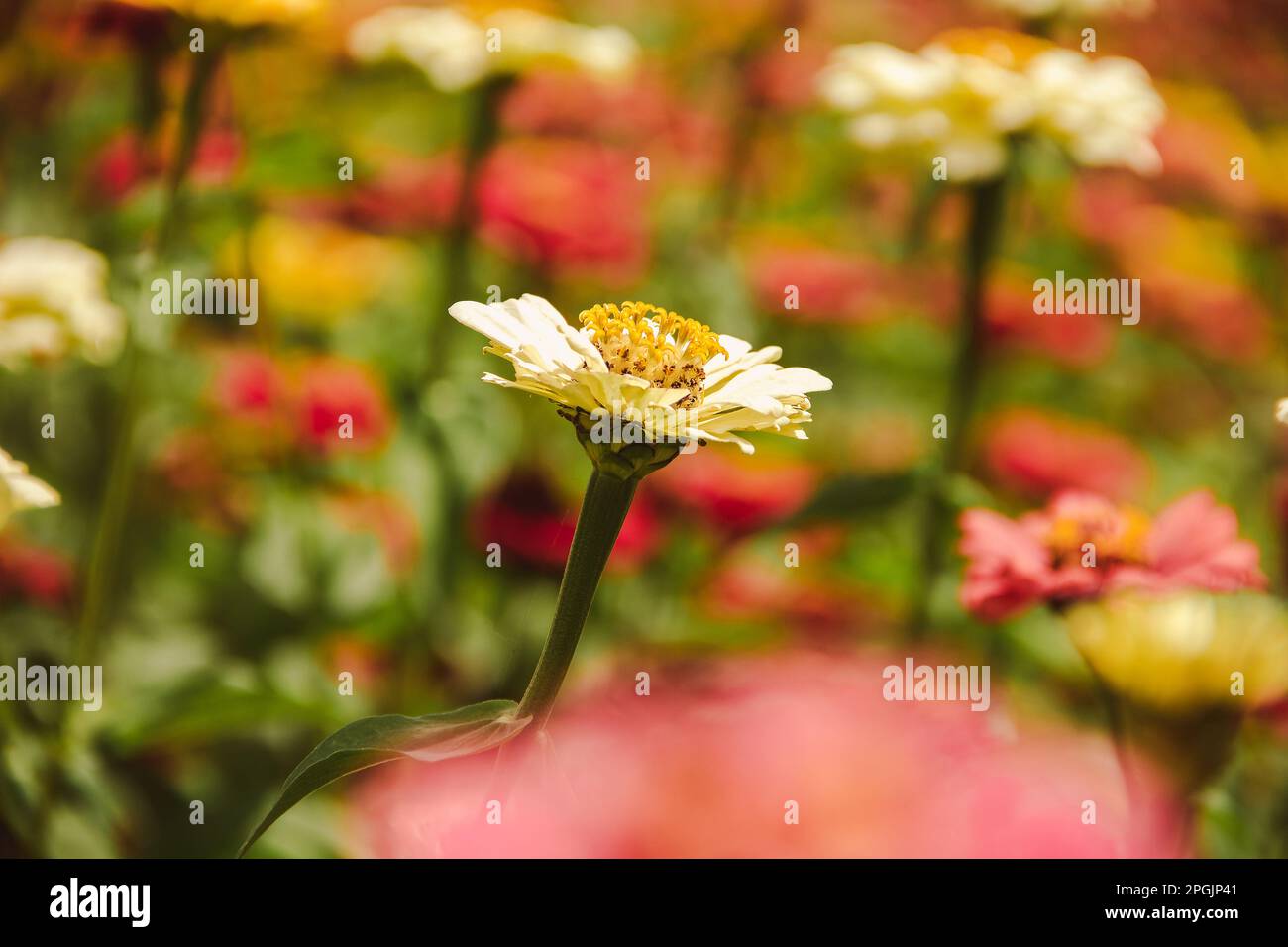 Zinnia is a flowering plant commonly grown ornamental species Stock ...