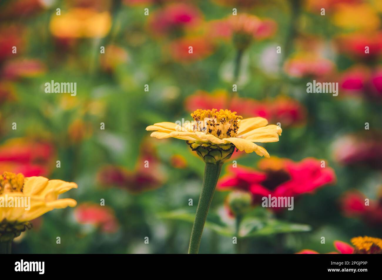Zinnia is a flowering plant commonly grown ornamental species Stock ...