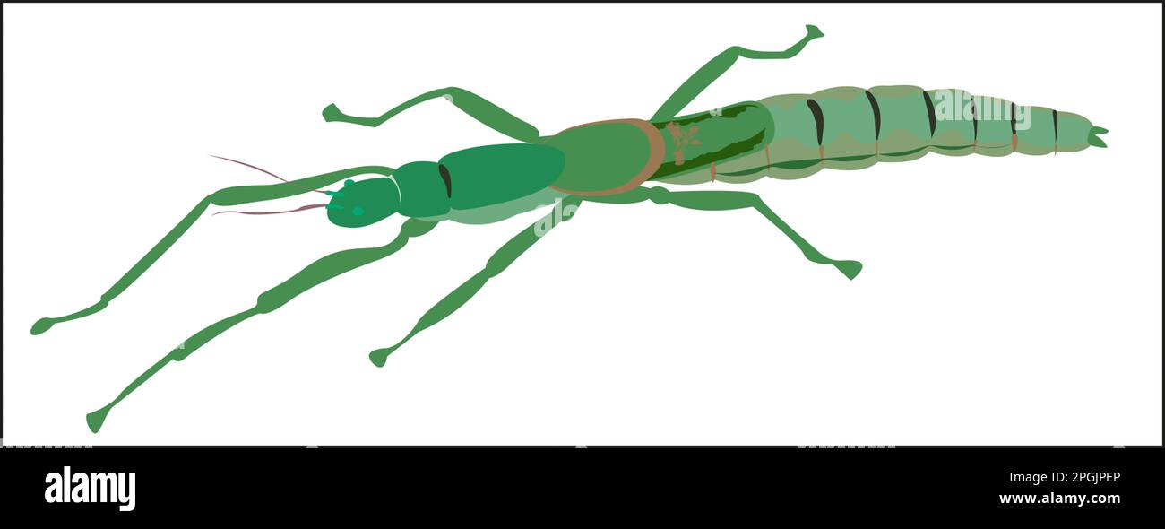 Peppermint stick insect Stock Photo - Alamy