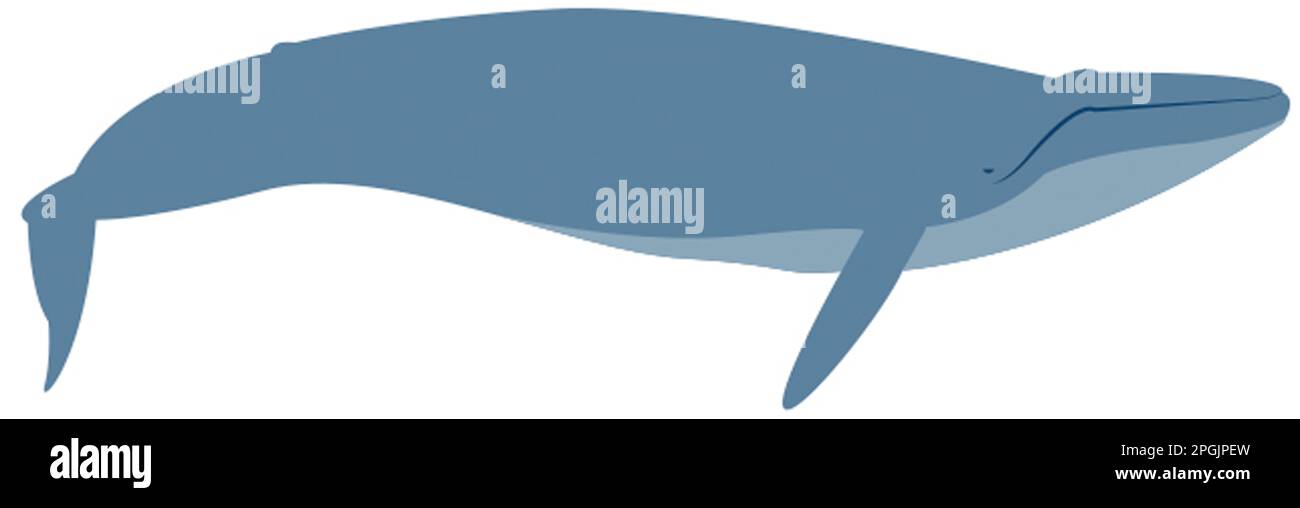 Whale view Cut Out Stock Images & Pictures - Alamy