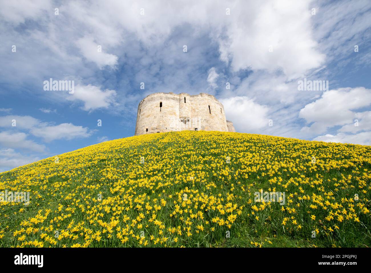 Cliffords Tower (York Castle) in York city centre surround by Daffodils ...