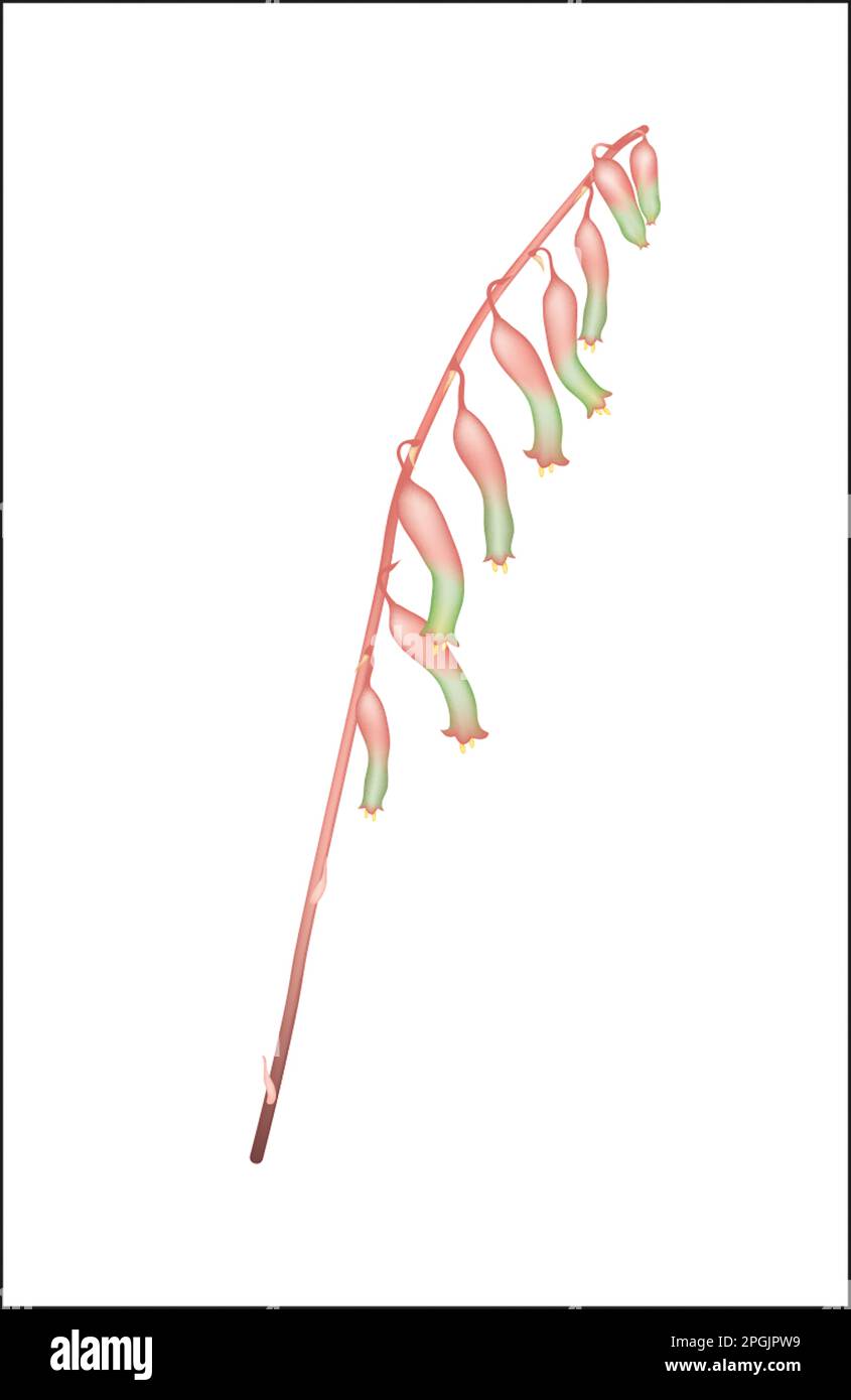 Tubular cactus flowers hi-res stock photography and images - Alamy