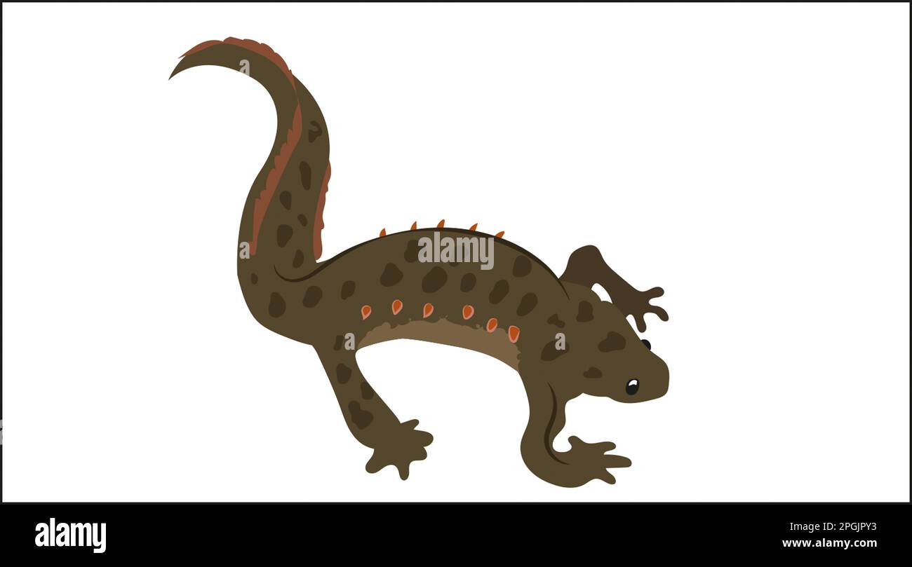 Spanish ribbed newt Stock Photo - Alamy