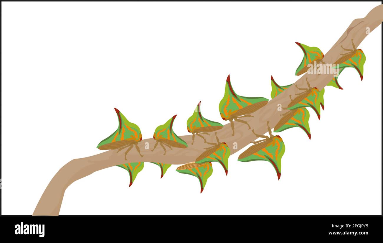 Thorn bugs hi-res stock photography and images - Alamy