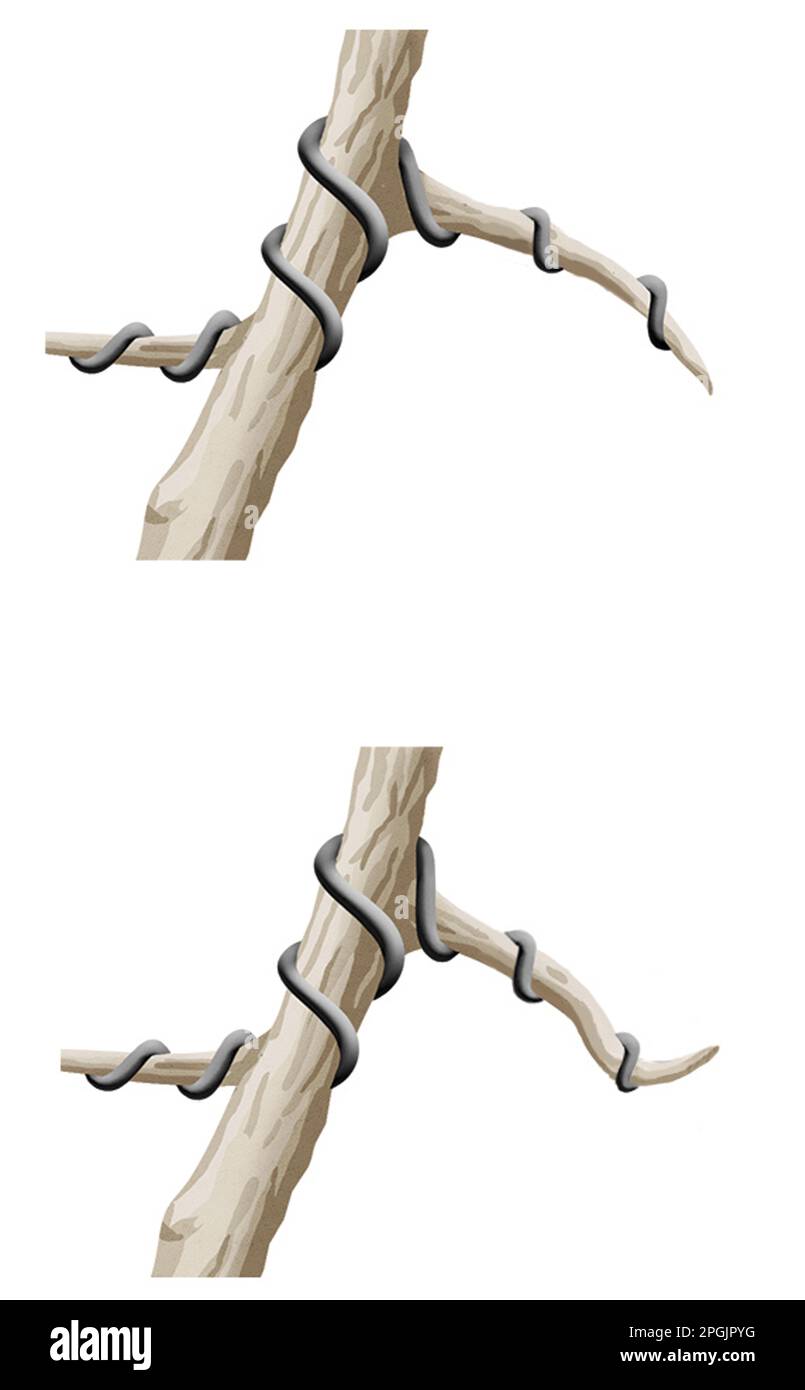 How to wire a bonsai tree to create a cascade style Stock Photo - Alamy