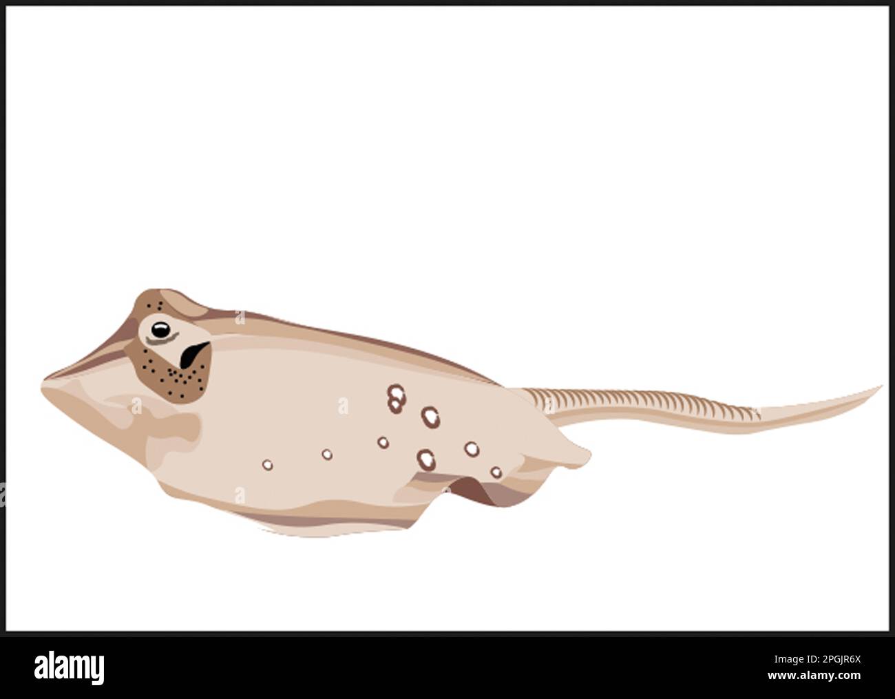 Stingray species hi-res stock photography and images - Alamy