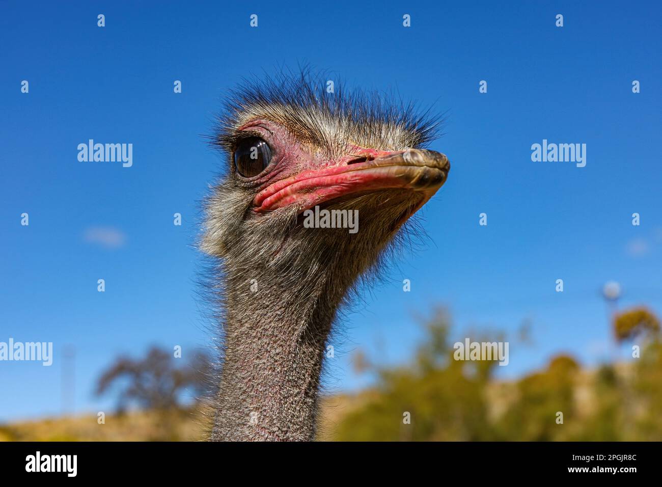 Ostrich angry hi-res stock photography and images - Alamy