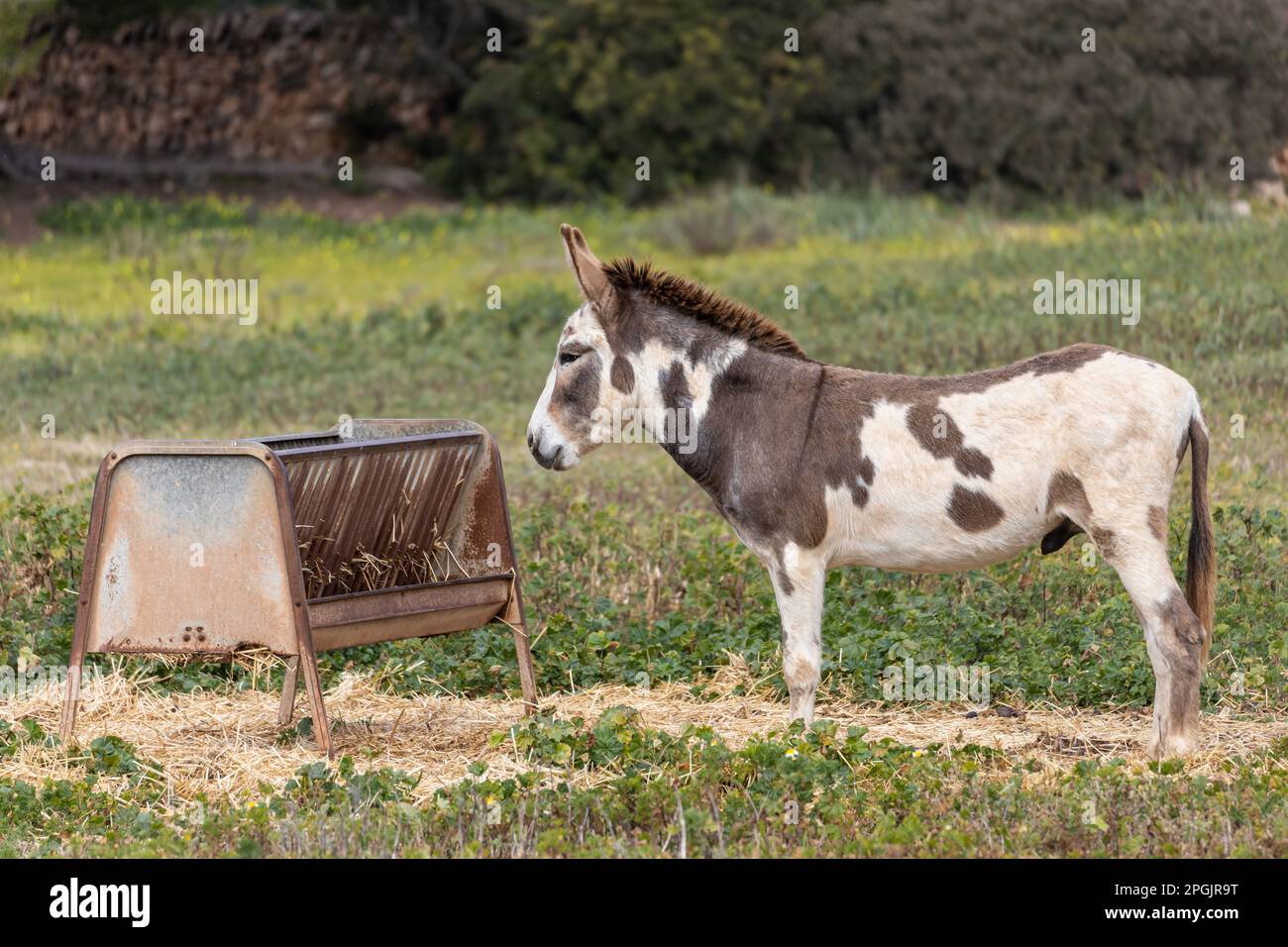 Male donkey hi-res stock photography and images - Alamy