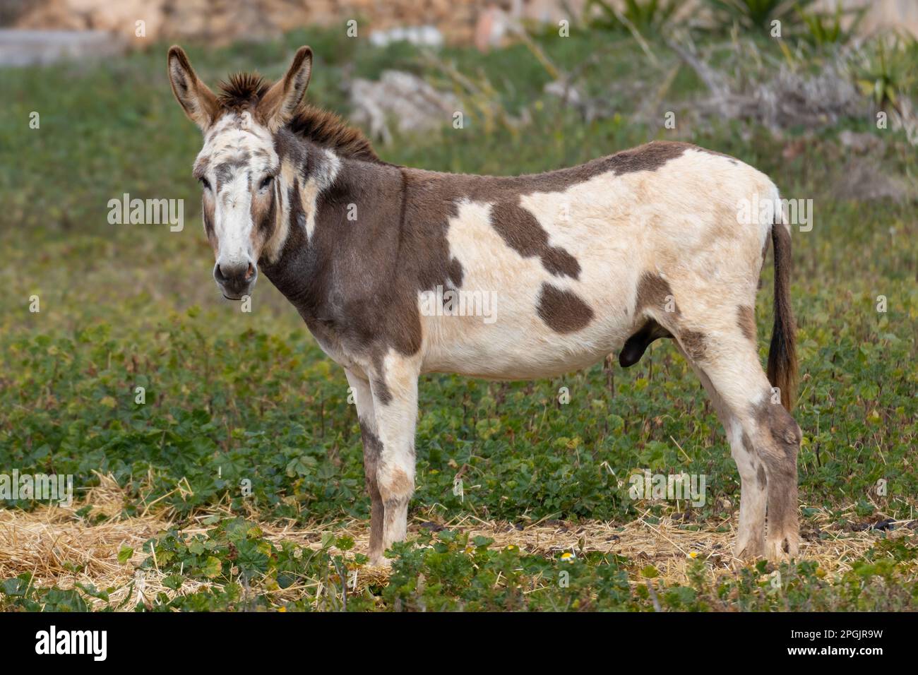 Male jack donkey hi-res stock photography and images - Alamy
