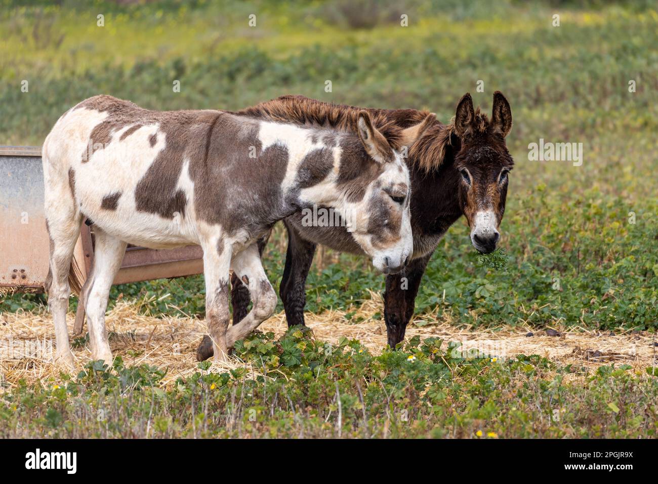 Two male donkeys on a pasture in Majorca, Mallorca, Balearic Islands ...