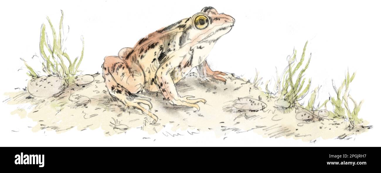 Wood frog frog Cut Out Stock Images & Pictures - Alamy