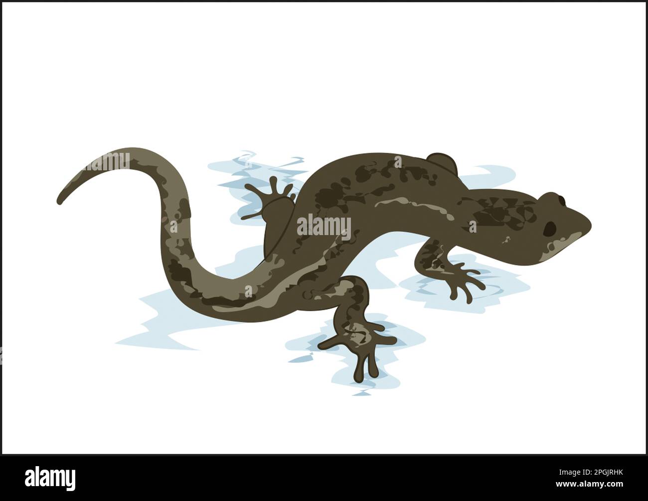 Brazilian pygmy gecko hi-res stock photography and images - Alamy